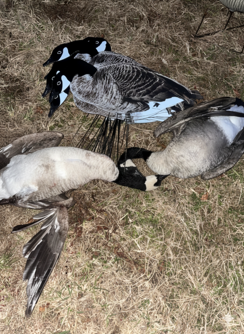Flocked Canada Goose Silhouette Decoys – Realistic & Durable | SkyFly ...